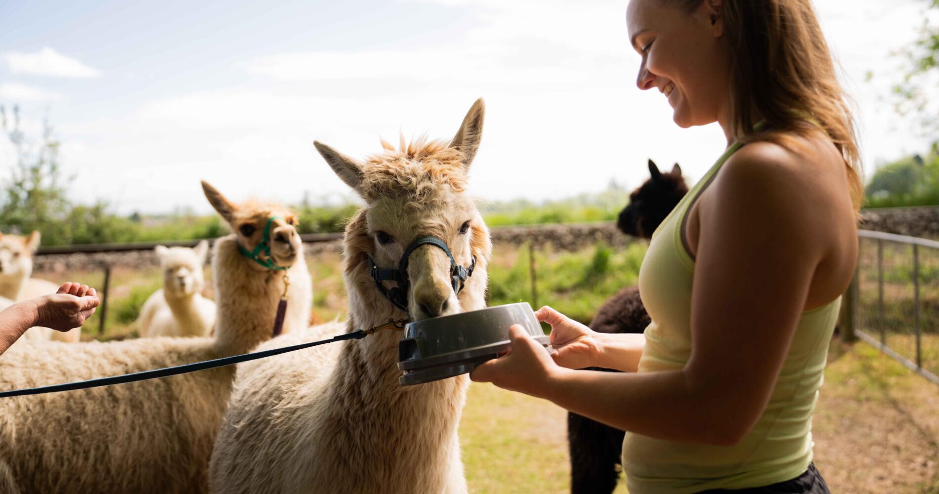 Alpaca Petting Tour | Activities & Day Trips in Christchurch ...