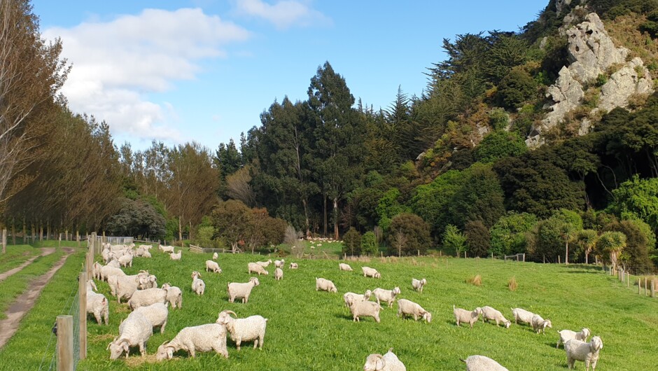 Angora Goat Farm Tour | Activities & Day Trips in Christchurch ...