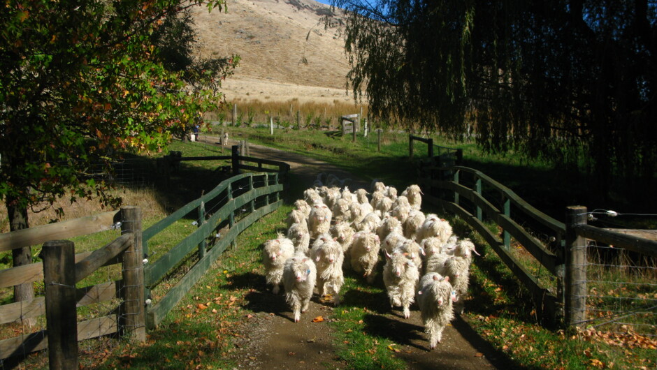 Angora Goat Farm Tour | Activities & Day Trips in Christchurch ...