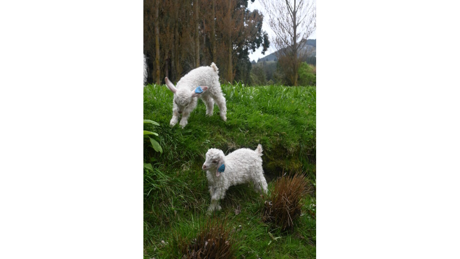 Angora Goat Farm Tour | Activities & Day Trips in Christchurch ...