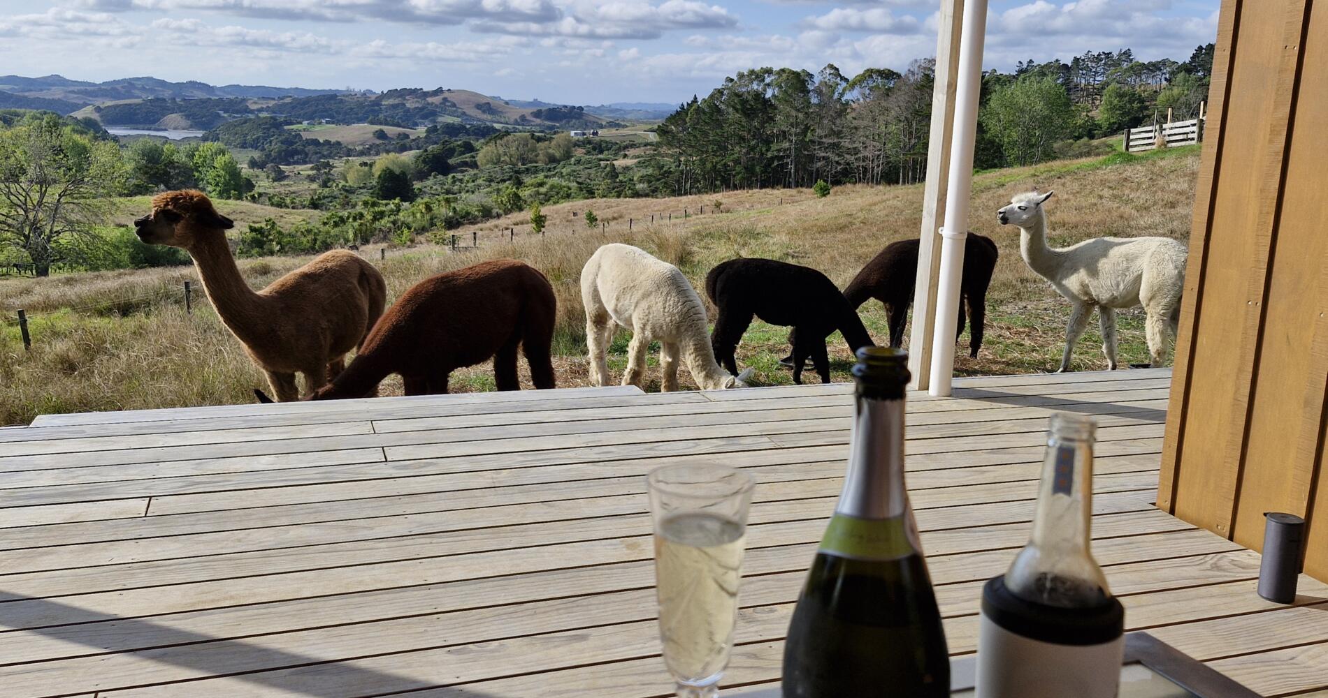 HavenRidge Alpaca Glamping Cabins | Accommodation in Northland & Bay of ...