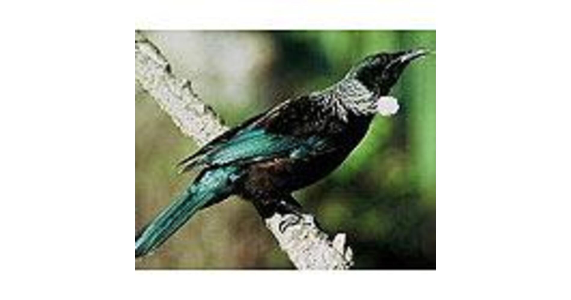 Mount Tutu Eco-Sanctuary | Activities & Day Trips in Bay of Plenty, New ...