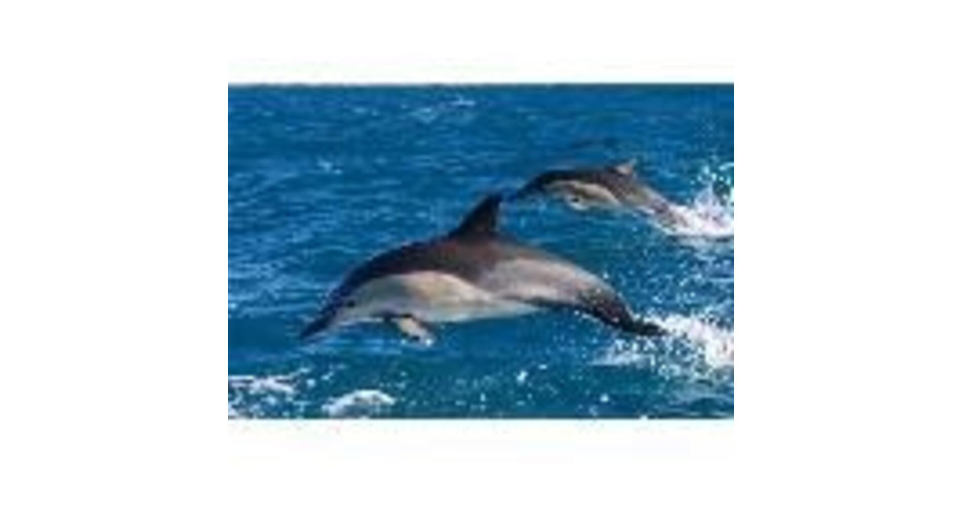 Dolphin Blue | Activities & Day Trips in Bay of Plenty, New Zealand
