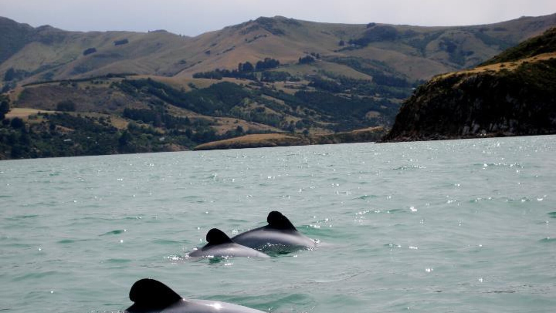 Akaroa Adventure Centre - Wildlife Kayaking | Activity in Christchurch ...