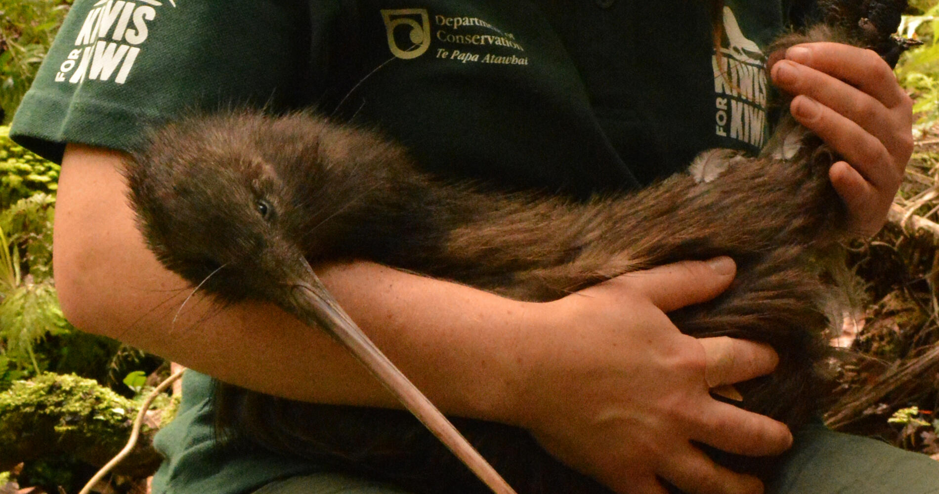 Pupu Rangi Nature Sanctuary - 7 Day Explorer Programme | Multi-Day ...