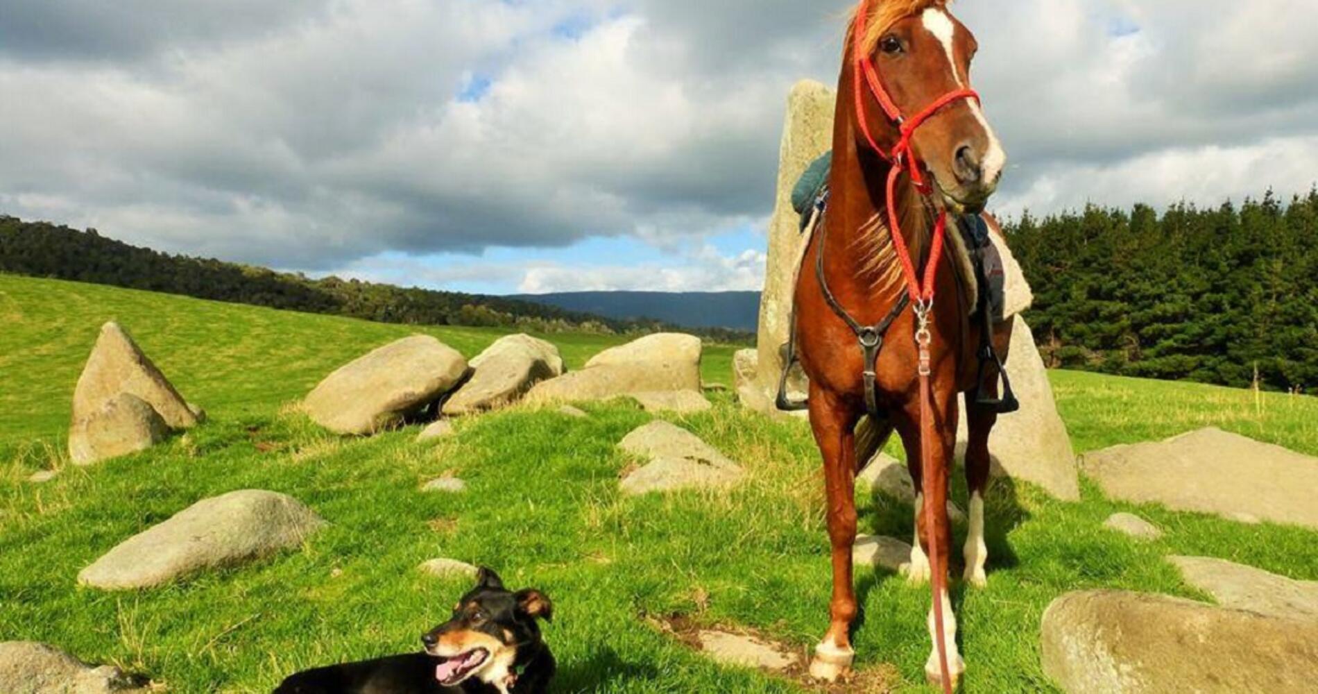 Orepuki Horse Treks | Activities & Day Trips in Southland, New Zealand