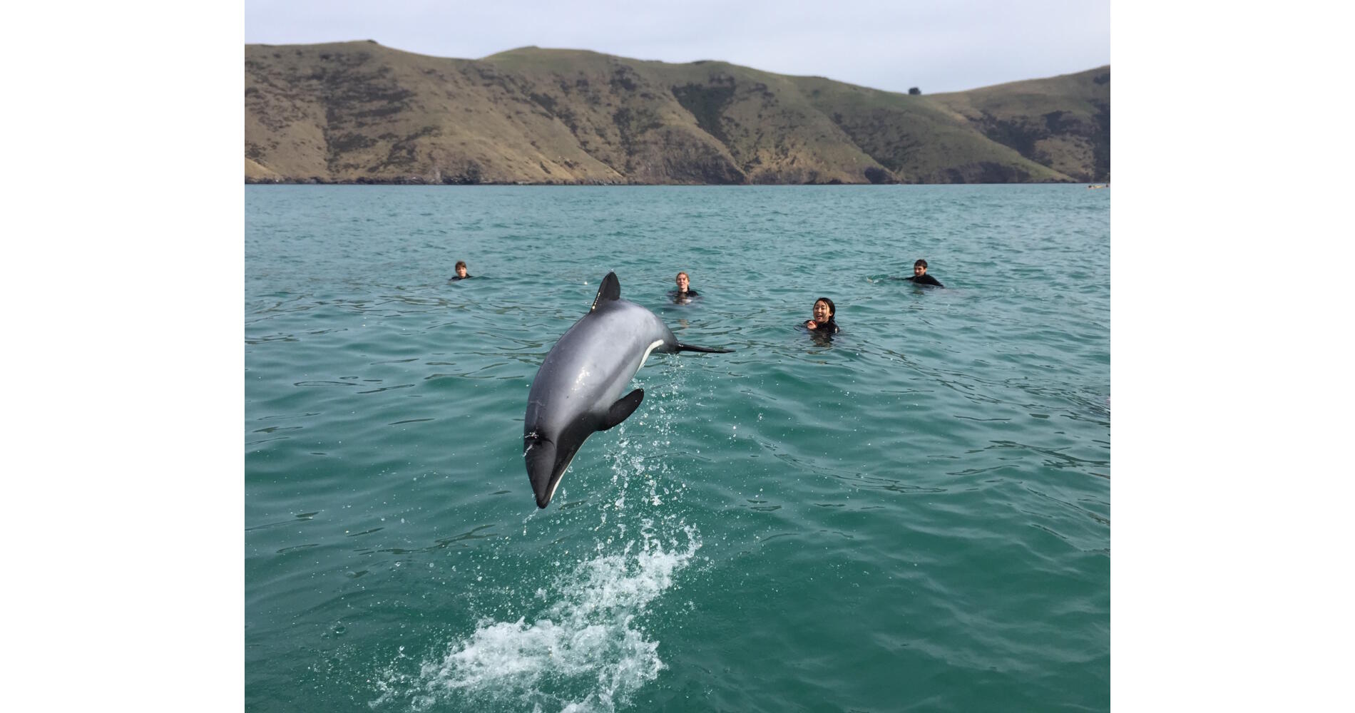 Ecoseaker Dolphin Swimming Akaroa | Activity in Christchurch ...