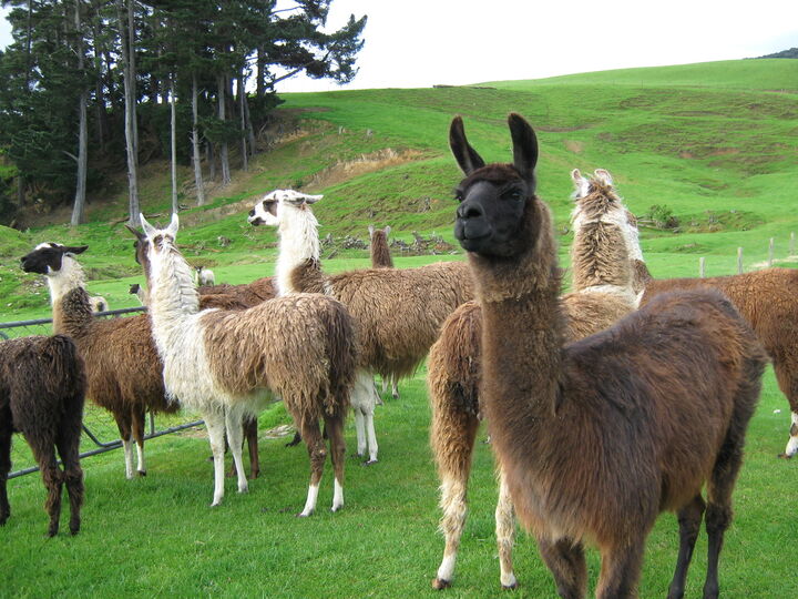 Thickthorne Llamas | Activity in Southland, New Zealand