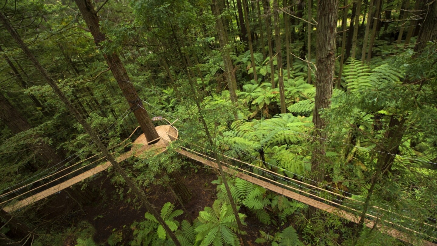Redwoods Treewalk | Activities & Day Trips in Rotorua, New Zealand