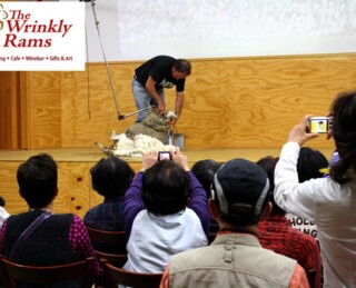 The Wrinkly Rams - Sheep Shearing Show | Activity in Waitaki, New Zealand