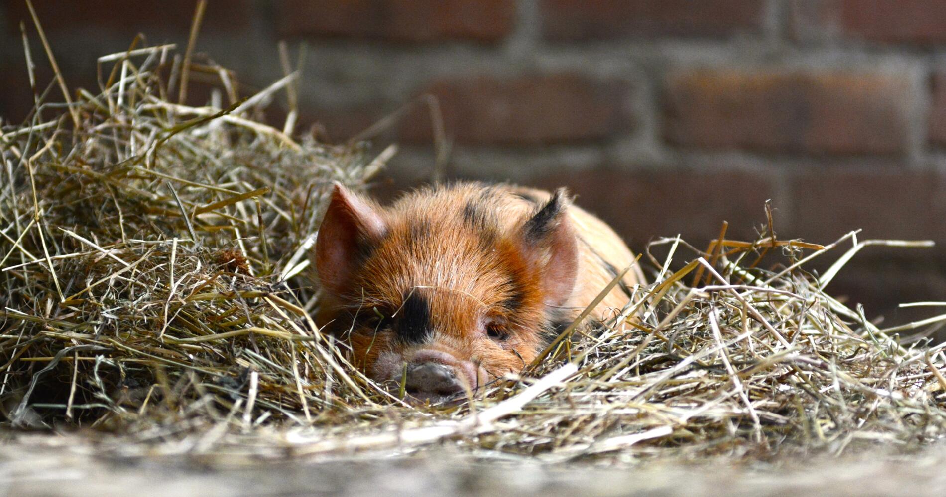 Staglands Wildlife Reserve | Activities & Day Trips in Wellington, New ...