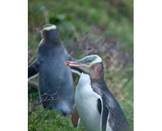 Pōhatu Penguins - Evening Penguins Safaris - Akaroa/ Banks Peninsula ...