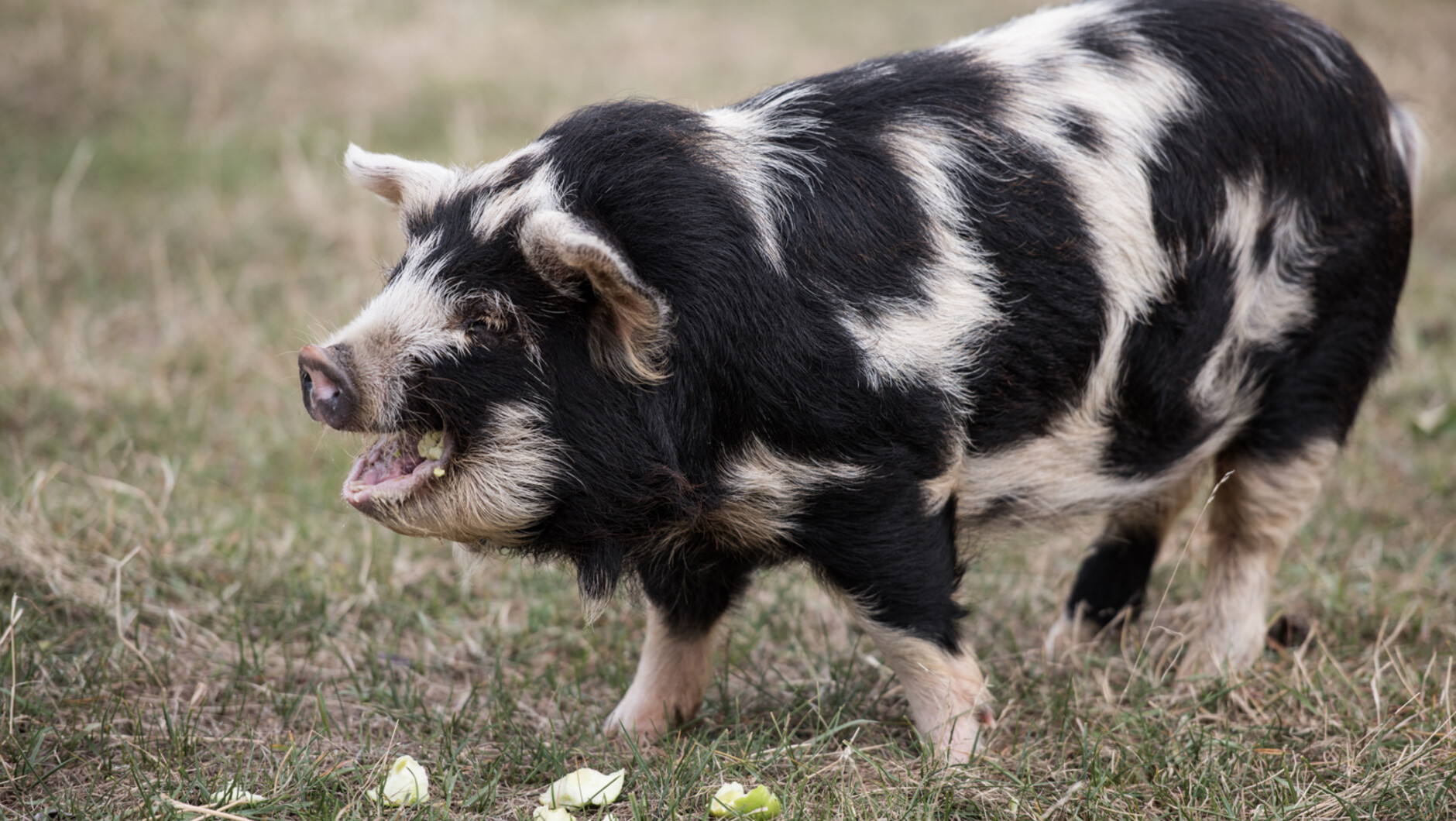 Wānaka Lavender Farm | Activities & Day Trips in Wānaka, New Zealand
