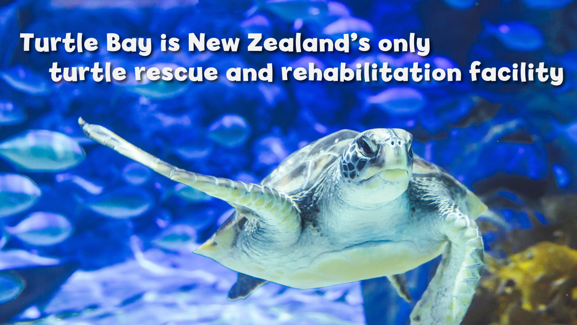 SEA LIFE Kelly Tarlton's, Auckland | Activity in Auckland, New Zealand