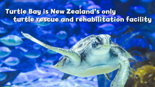 SEA LIFE Kelly Tarlton's, Auckland | Activity in Auckland, New Zealand