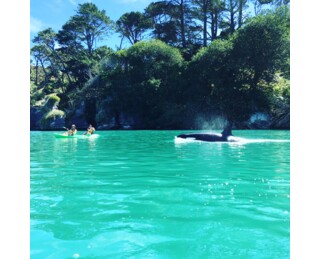 Raglan Kayak & Paddleboard | Activity in Waikato, New Zealand