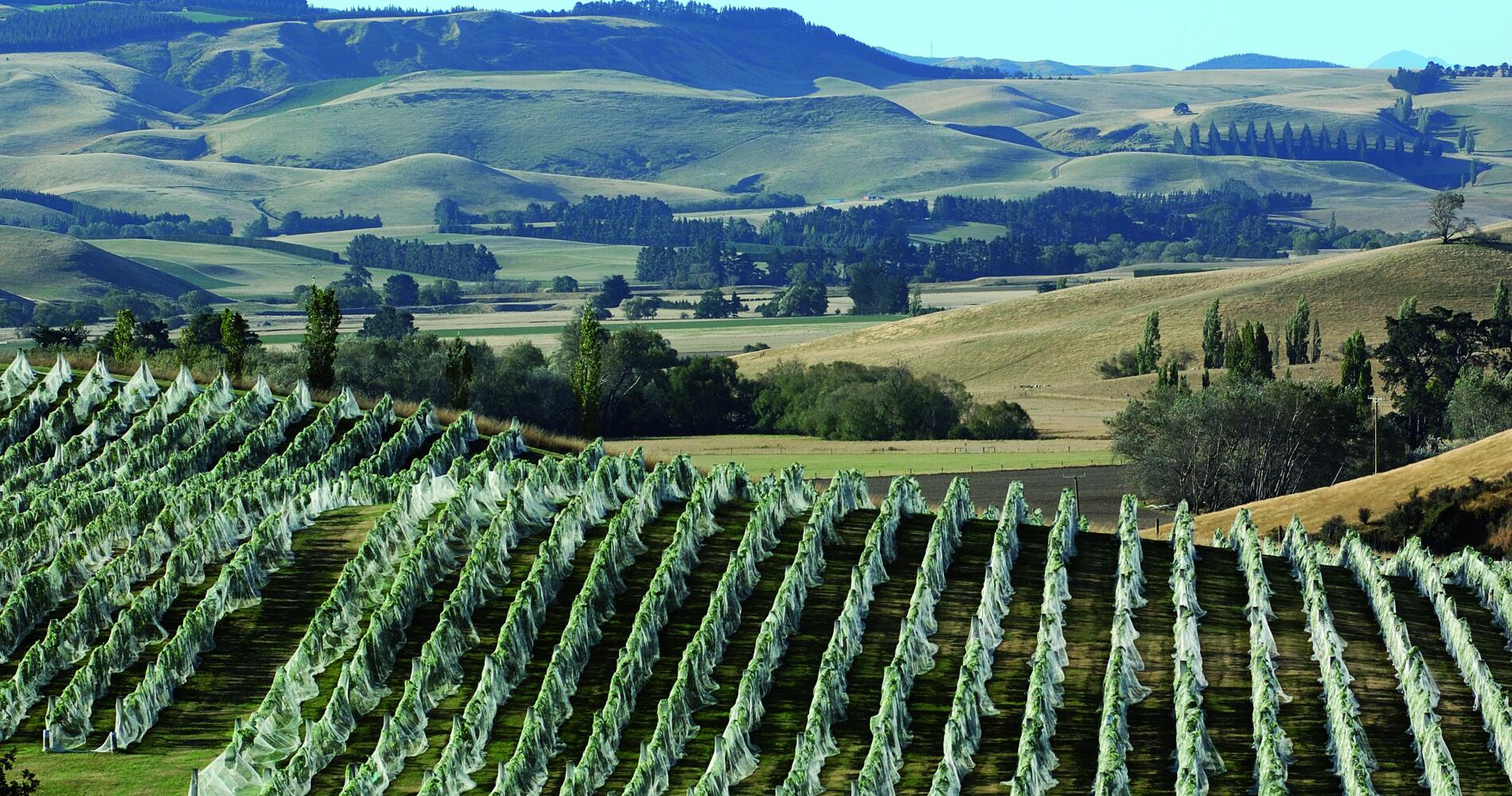 Explore Waipara Wine Tours | Multi-Day Tours & Packages