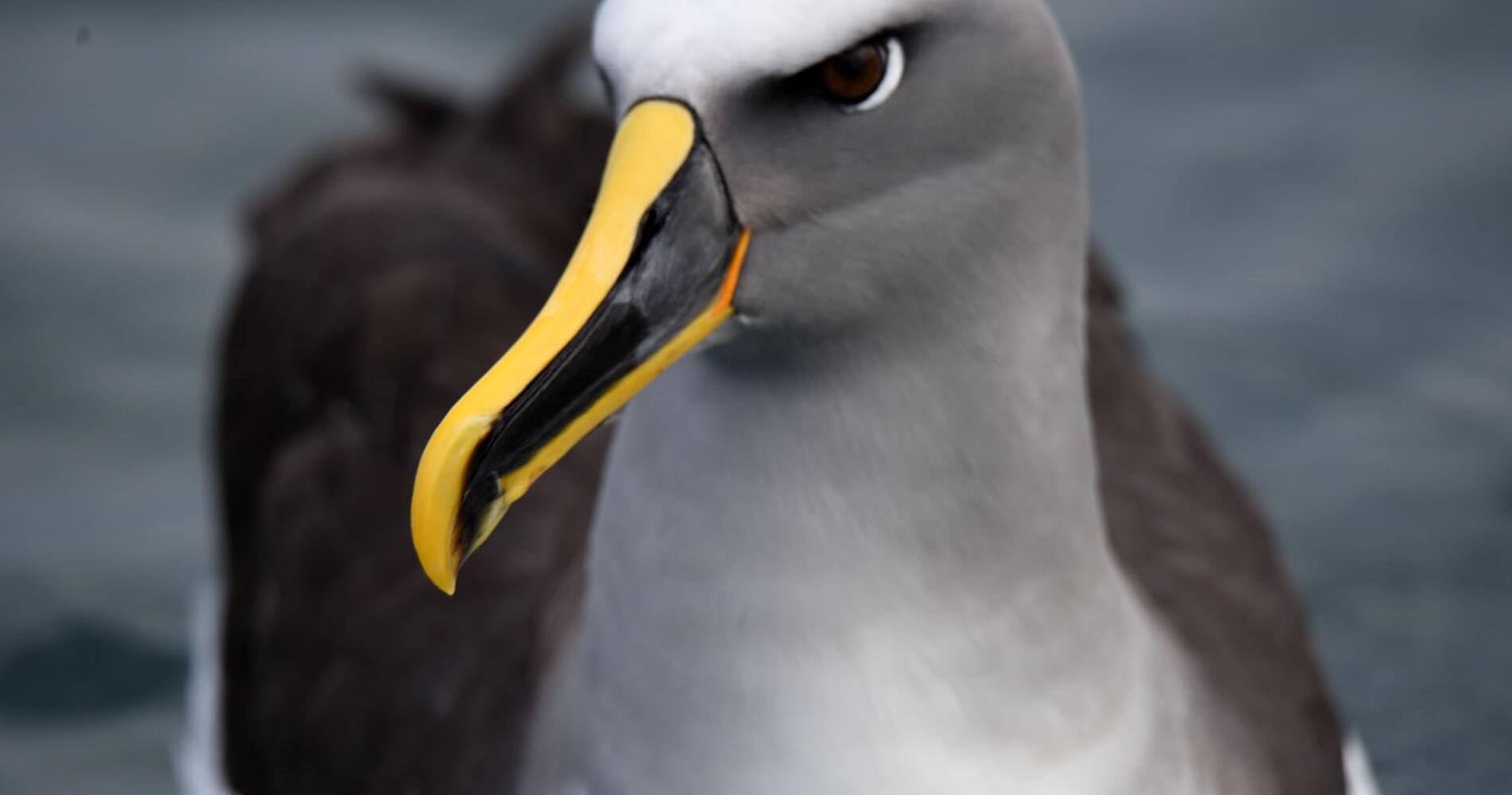 Aihe - Pelagic Sea Birds - Rakiura / Stewart Island | Activities & Day ...