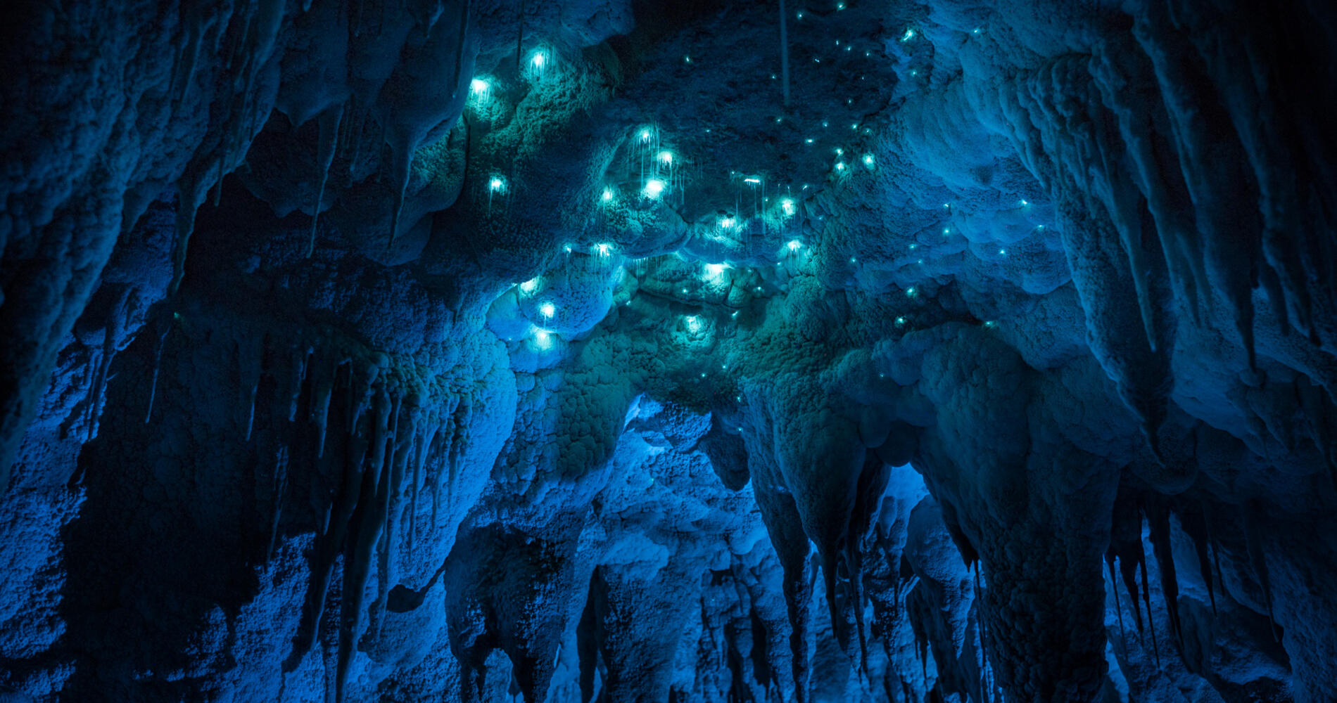 尼考洞穴与咖啡馆 Nikau Cave & Cafe | Activities & Day Trips in 奥克兰, 新西兰