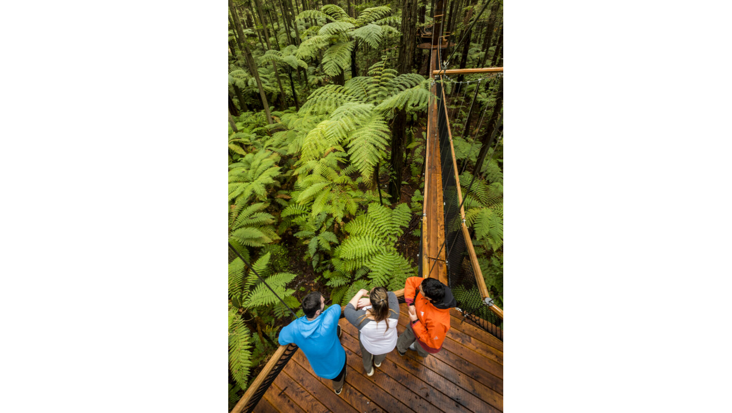 红杉树林步道 Redwoods Treewalk | Activities & Day Trips in 罗托鲁瓦, 新西兰