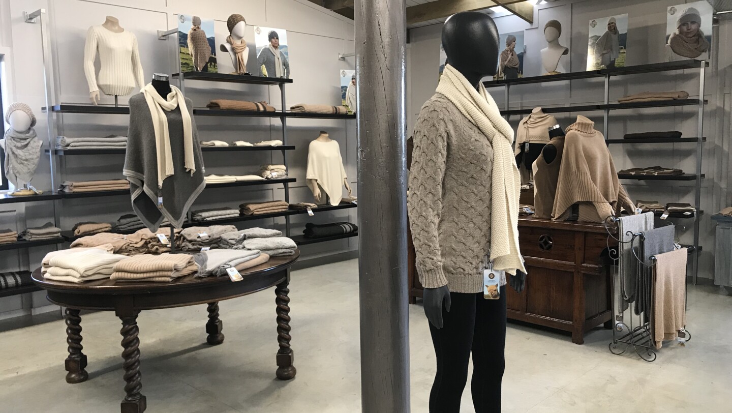 Shamarra Alpaca Farm Tours Akaroa | Activities & Day Trips in ...