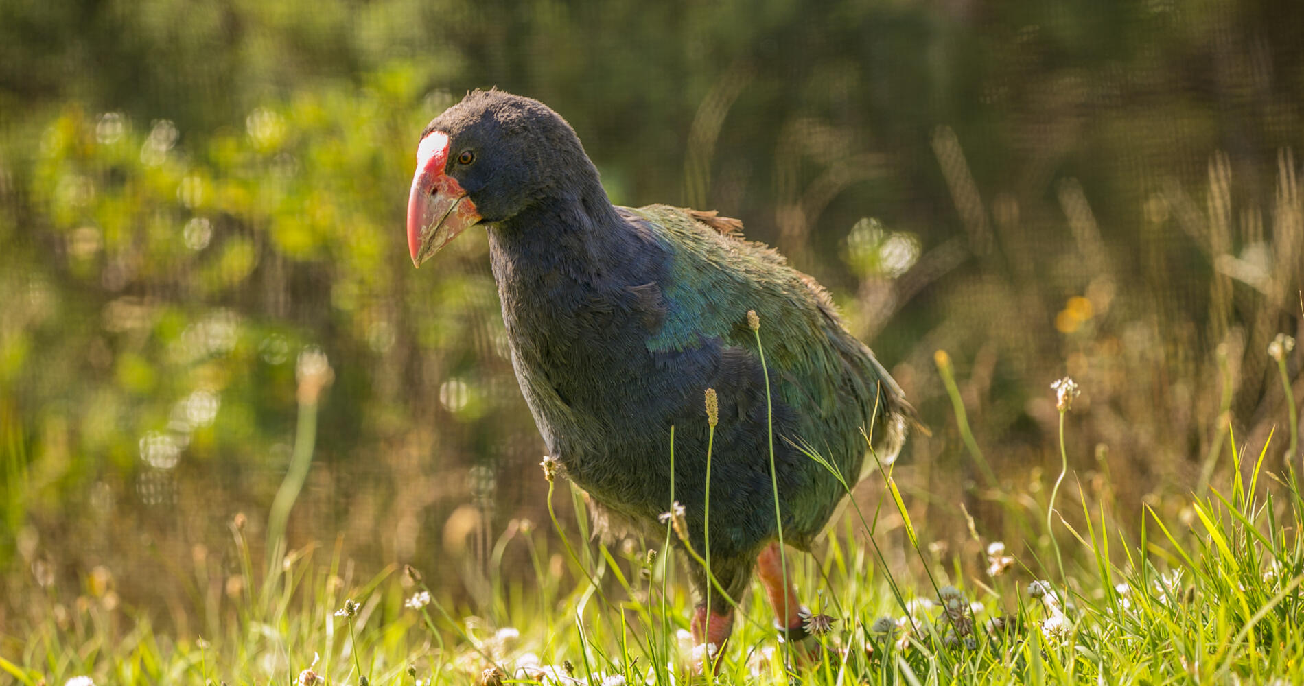 Rotoroa: An Island of Restoration | Activities & Day Trips in Auckland ...