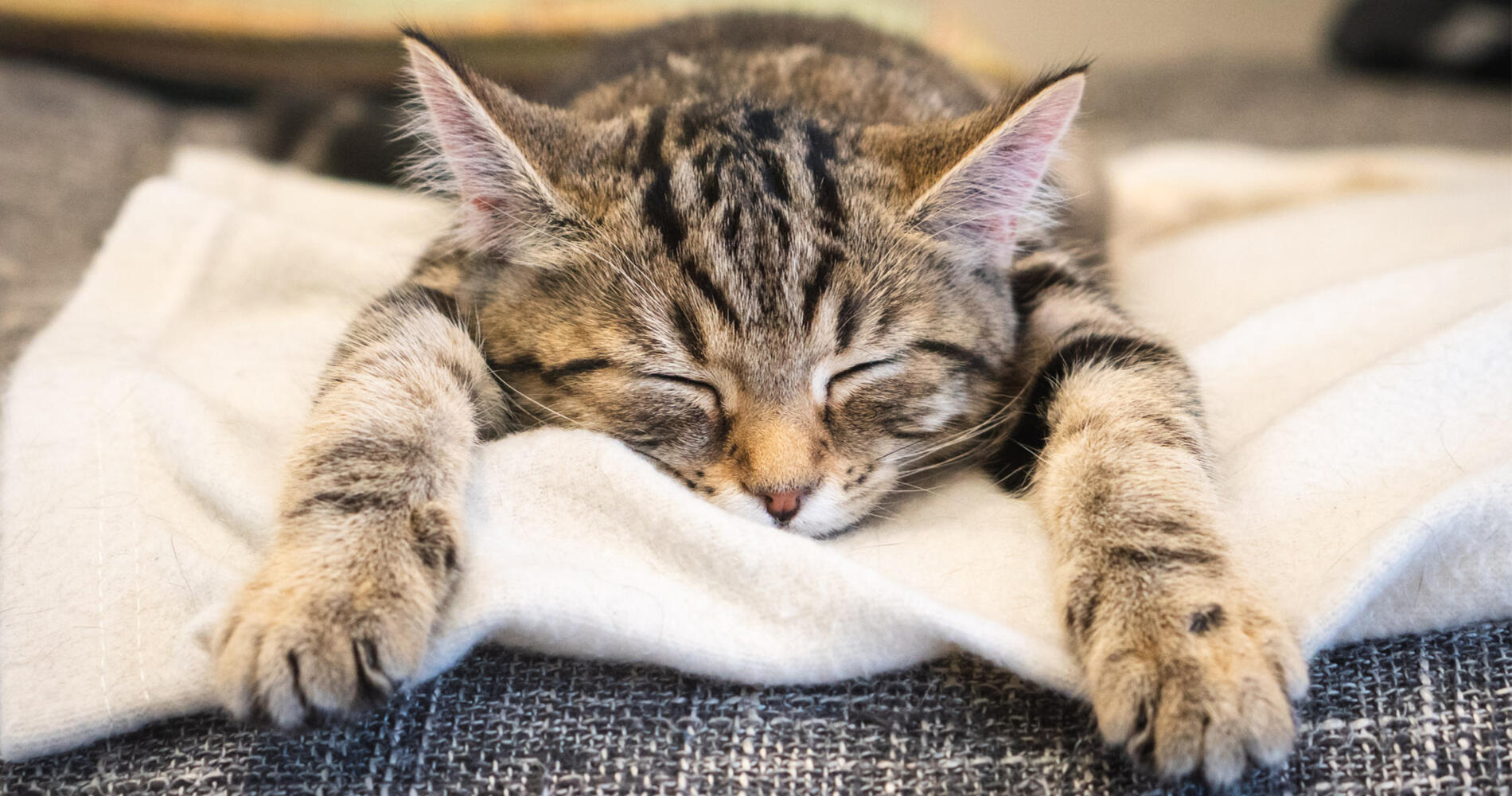 Catnap Cafe | Activities & Day Trips in Christchurch - Canterbury, New ...